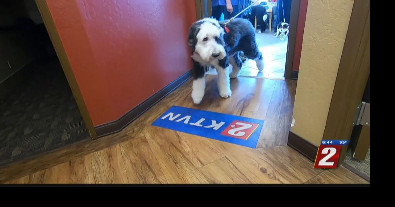 Paws For Love | News | 2news.com