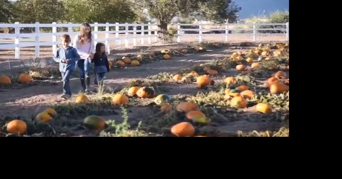 Andelin Family Farm's Harvest Festival Kicks Off | News | 2news.com