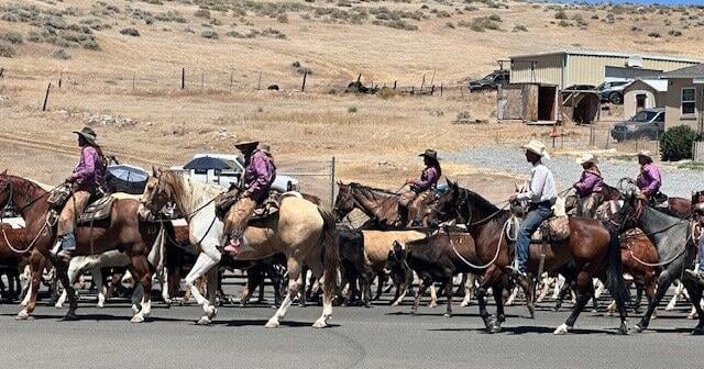 Applications open Tuesday for the exclusive Reno Rodeo Cattle Drive ...