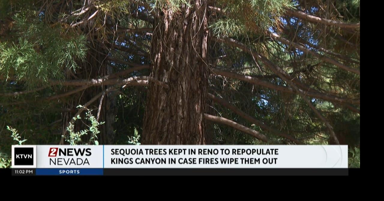 A Reno arboretum acts as final resort in saving Sequoia trees | Local ...