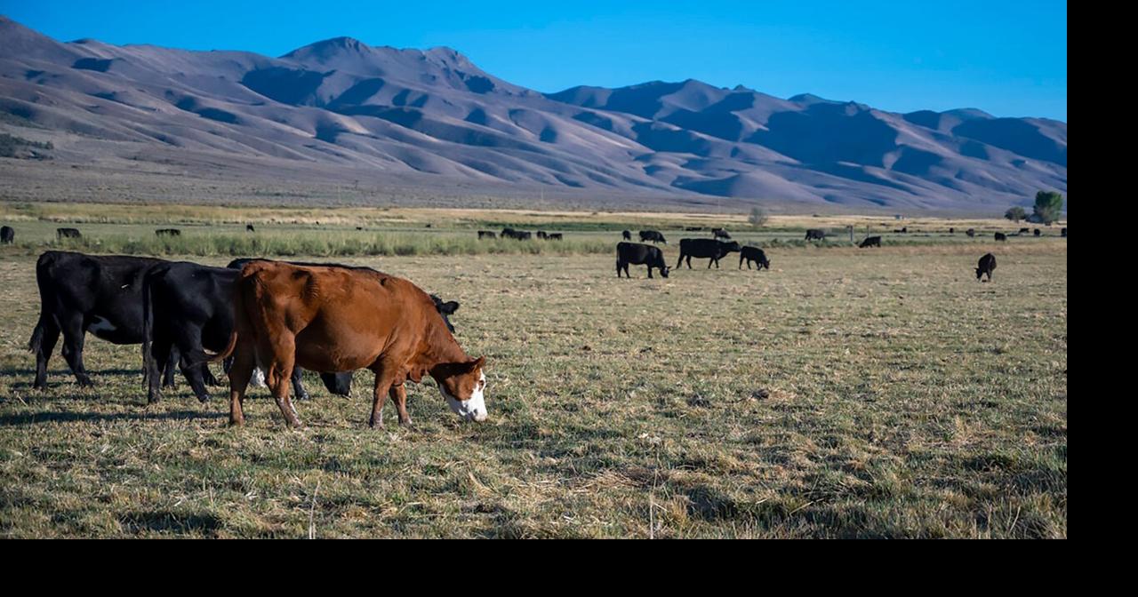 What’s new this winter for Nevada’s cattle community | Local News ...