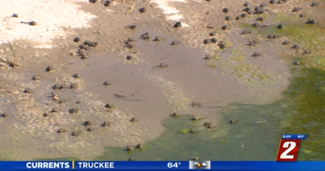 Toad Population Explosion Reported in North Valleys | News | 2news.com