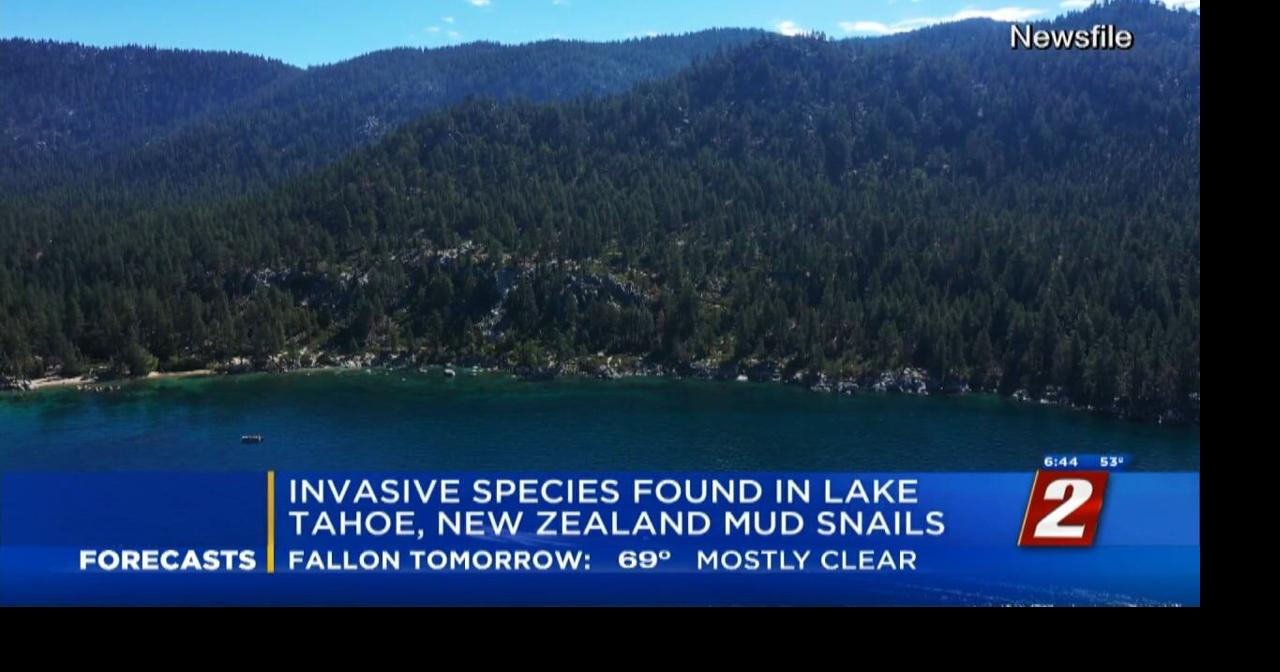 Invasive New Zealand Mud Snails Found in Lake Tahoe | Local News ...