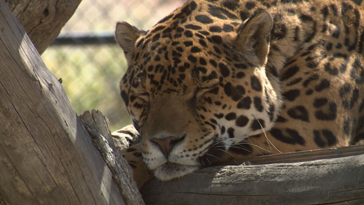 Animal Ark is bringing back Discount Days this summer. | Local News ...