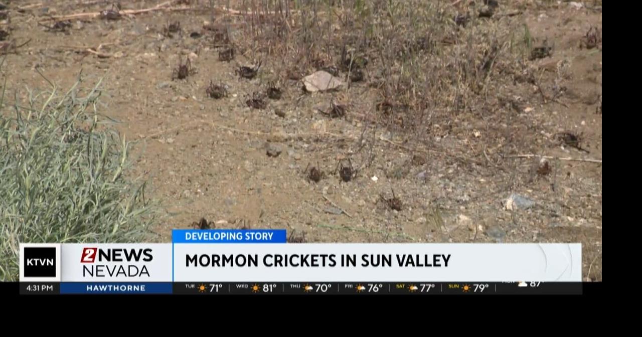 Mormon Crickets In Sun Valley | News | 2news.com