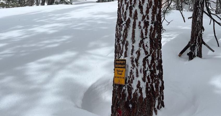 Forest Service warns public about tree well dangers | California News ...