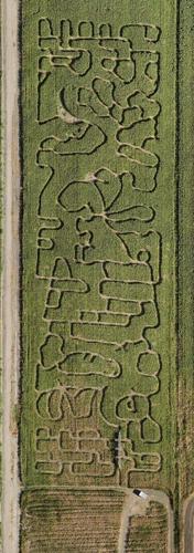 Lattin Farms in Fallon One of 100 Farms Selected to Celebrate "Peanuts ...