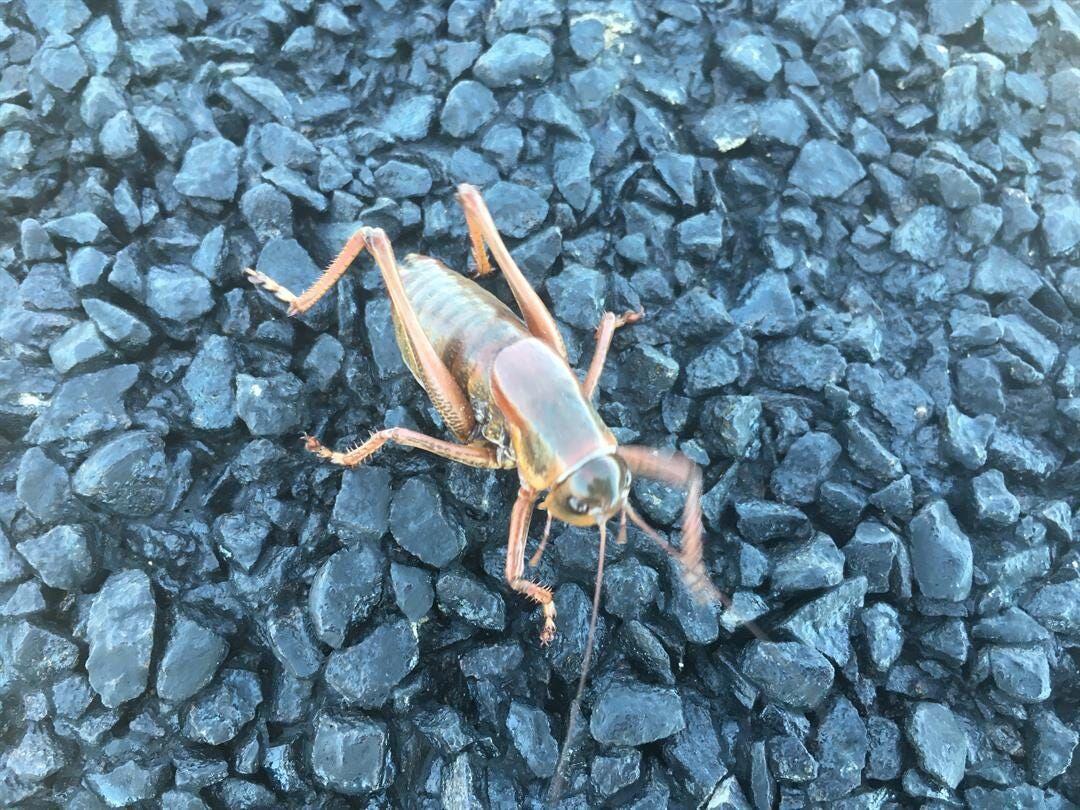Mormon Crickets Swarm Land Near Winnemucca | | 2news.com