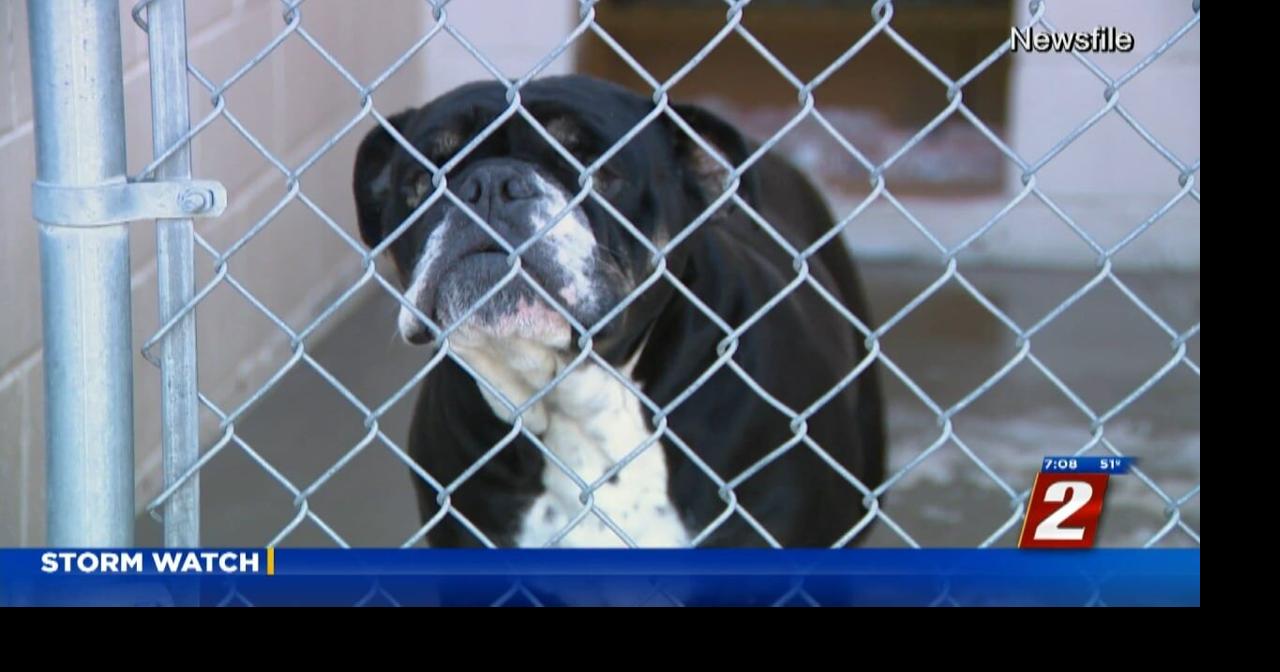 Dog Adoption Fees Waived at Humane Society and SPCA All Week | Local ...