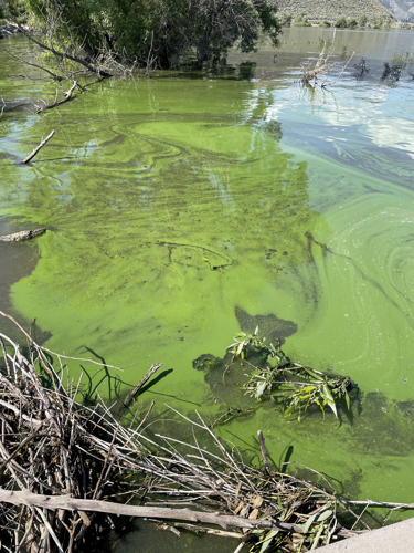 Potential Harmful Algal Bloom Identified in Washoe Lake | News | 2news.com
