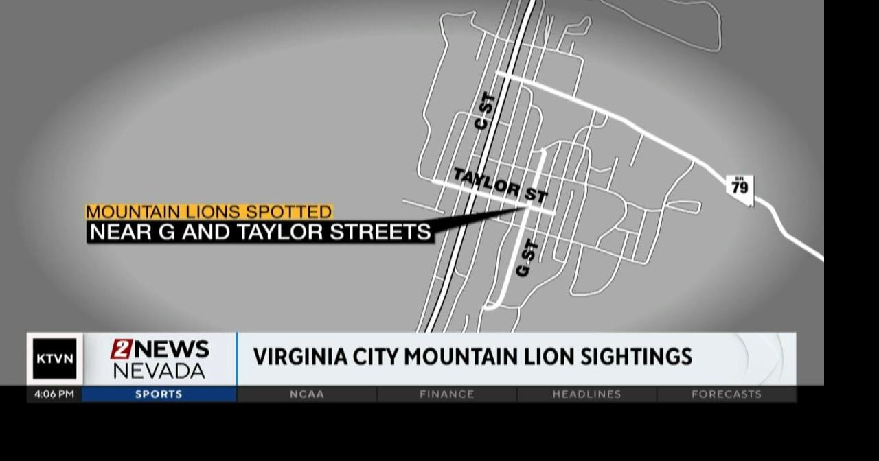 Mountain lions spotted in Virginia City | Videos | 2news.com