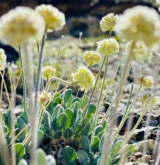 Rhyolite Ridge Lithium-Boron Project gets final permit approval from ...