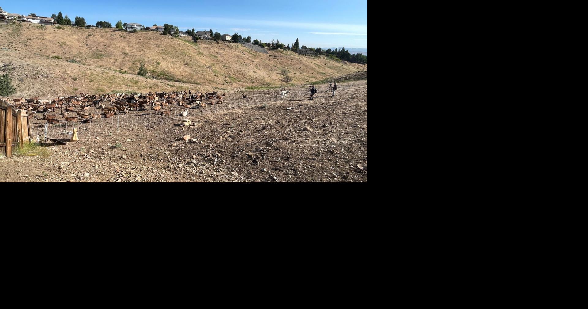 Reno Fire, NV Energy, Nevada Division of Forestry Using Goats to Reduce ...