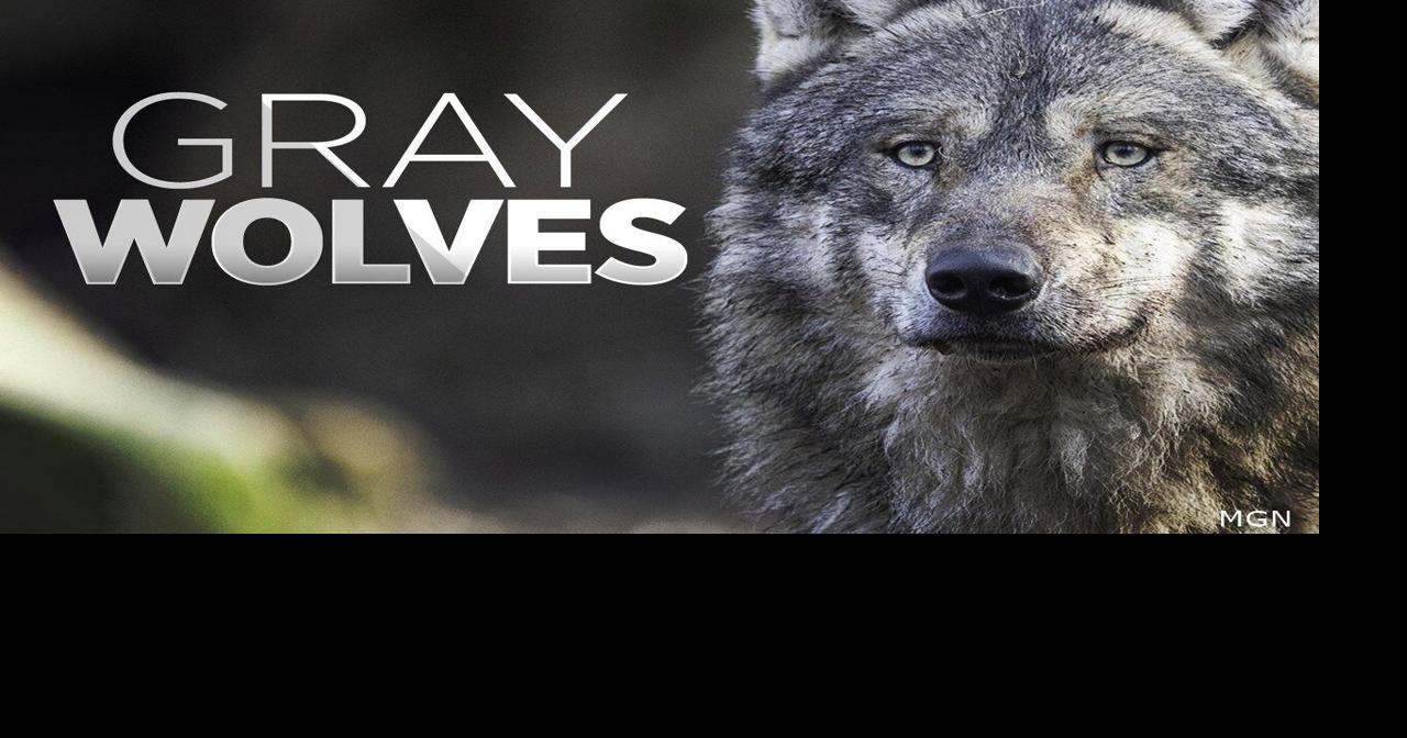 Sierra Valley wolves are back, efforts to not have a repeat of last ...