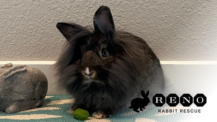 "Hoppy Hour" allows families to meet and adopt abandoned bunnies ...