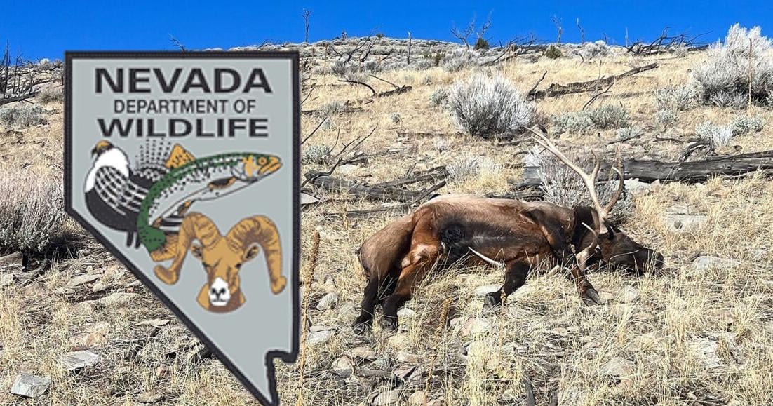 NDOW seeks public's help solving two elk poaching cases | Local News ...