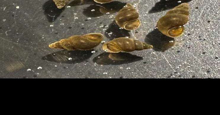 Invasive New Zealand Mudsnails Discovered For First Time in Tahoe Basin ...