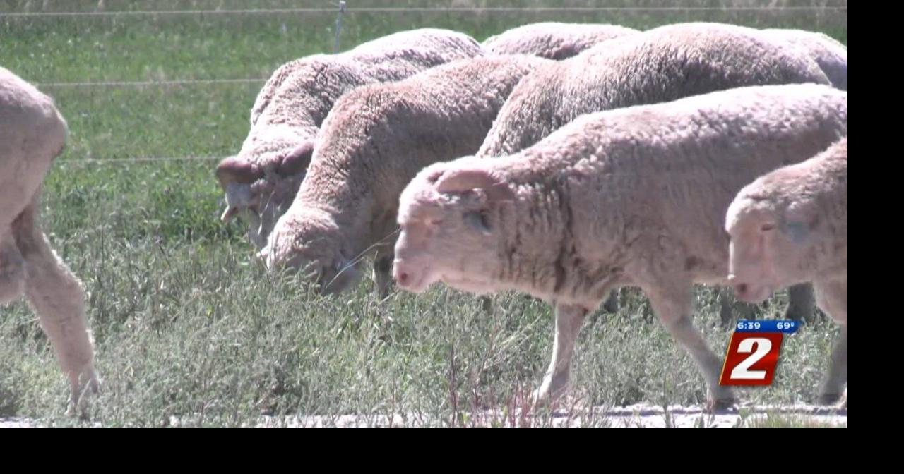 Nevada Backroads: Open Range Sheep Herding Program | Nevada Backroads ...