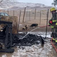 Doghouse Fire in Stagecoach Displaces 6 Puppies; Good Homes Wanted ...