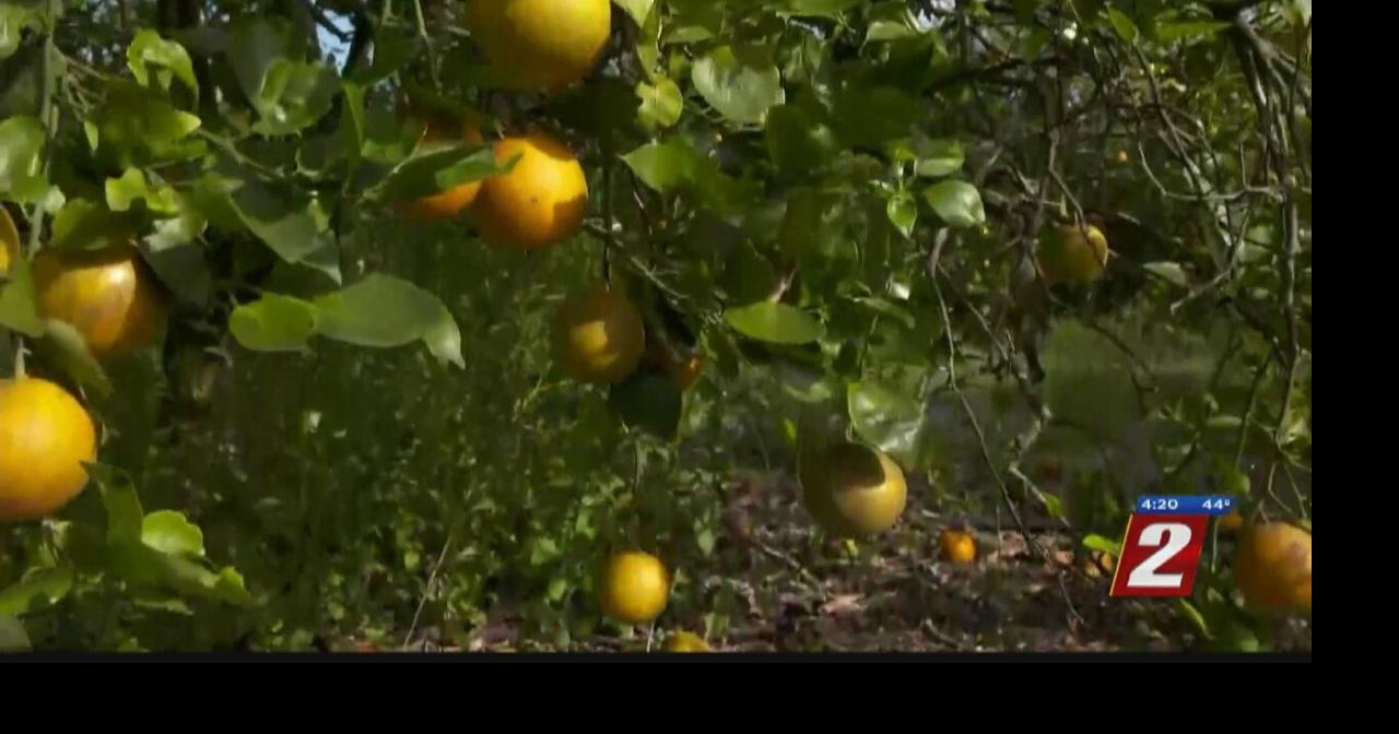 Disease Squeezing Florida Orange Shortage | News | 2news.com