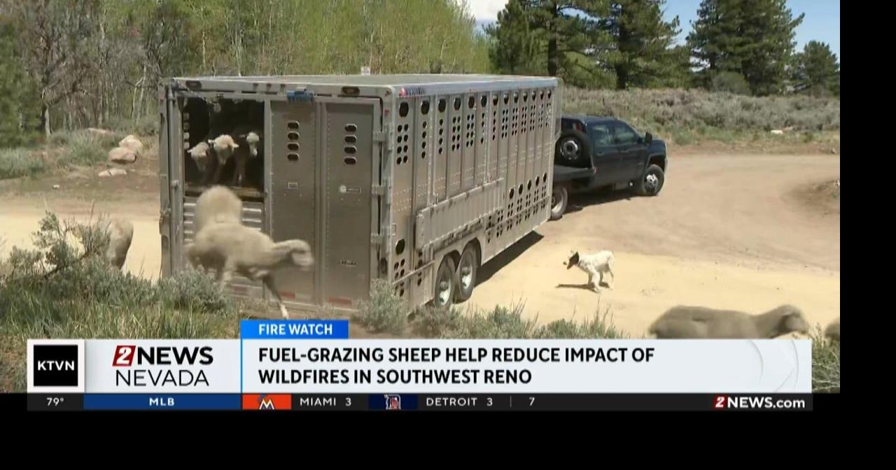 Sheep Helping to Reduce Wildfire Risk | News | 2news.com