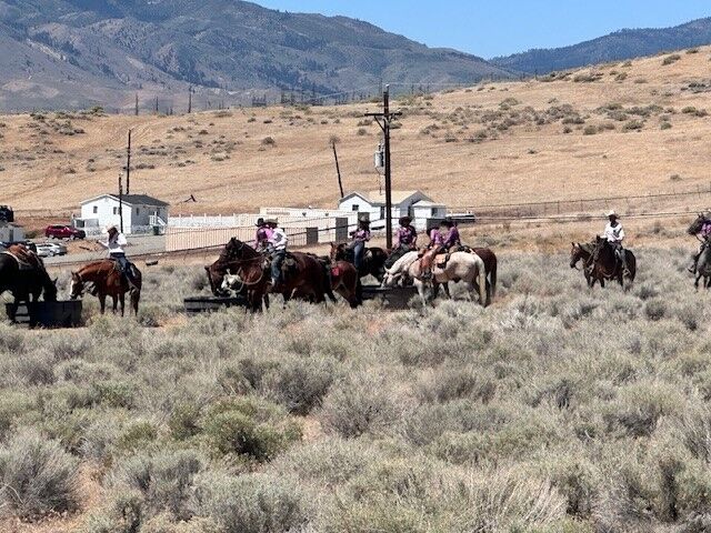Applications open Tuesday for the exclusive Reno Rodeo Cattle Drive ...