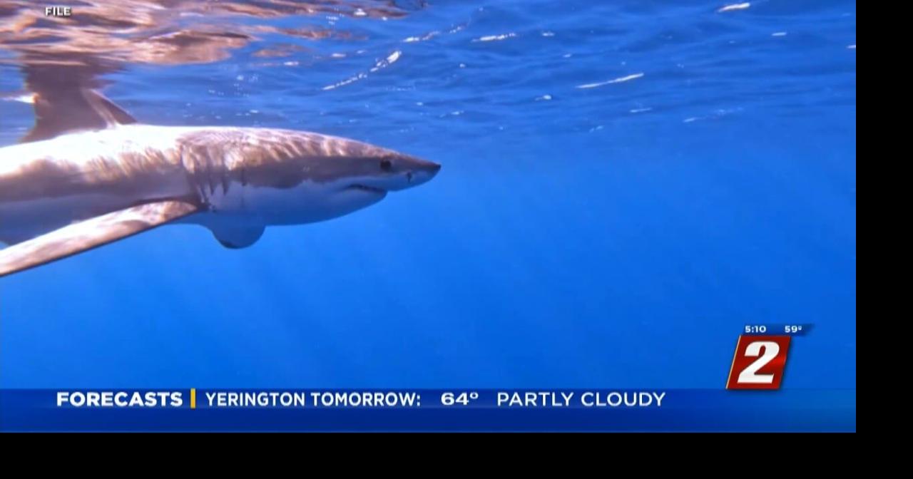 Deadly Shark Attack in the Bahamas | News | 2news.com
