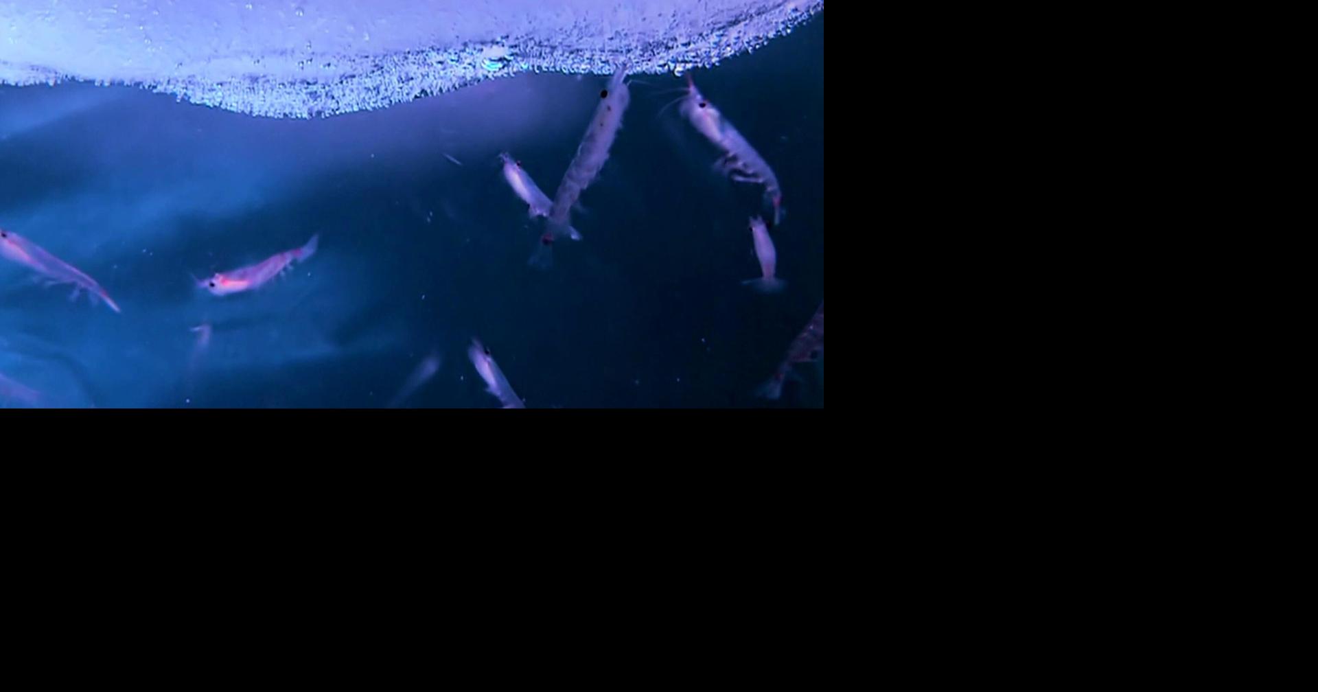 Tracking krill from space | Videos | 2news.com