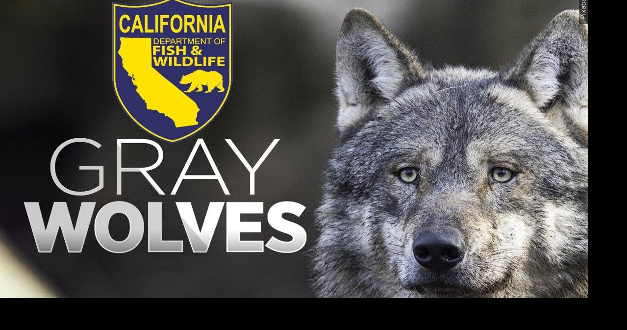 Four gray wolves killed in Sierra Valley after surge in livestock ...