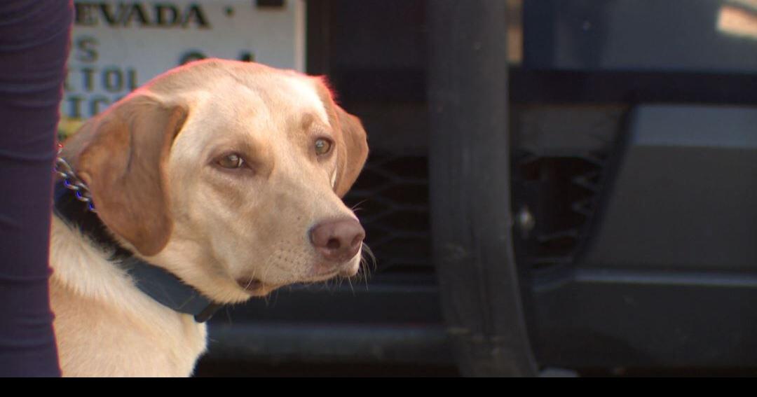 Nevada Capitol Police Division Gets First K9 Officer | News | 2news.com