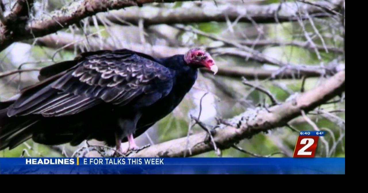 Nevada Backroads: Turkey Vultures Return Home To Roost | Nevada ...