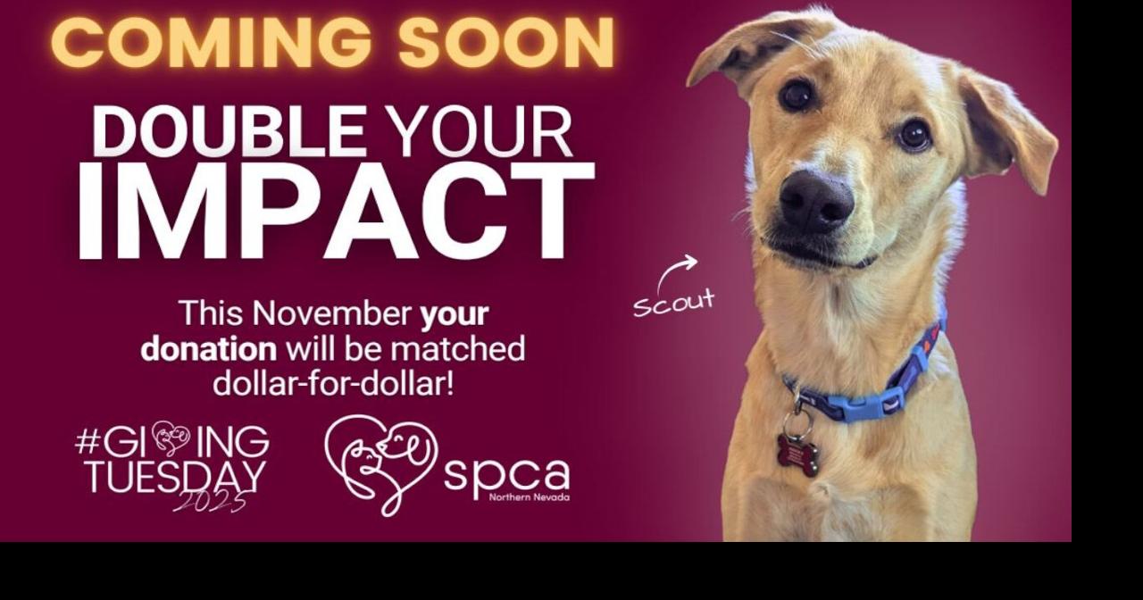 SPCA of Northern Nevada launches $70,000 Giving Tuesday match campaign ...