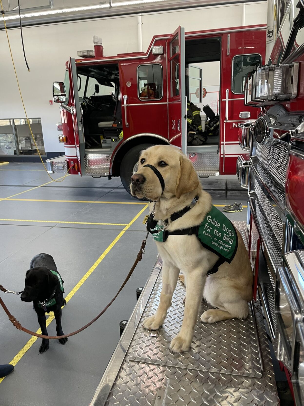 Truckee Meadows Fire & Rescue Welcomes Guide Dogs in Training | News ...