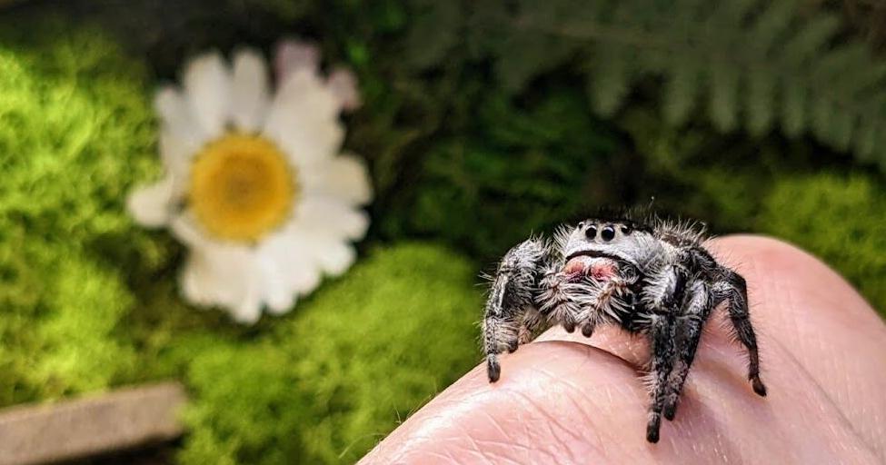 Spider Stuff Co. to host 'Spider Party' in Reno | Local News | 2news.com