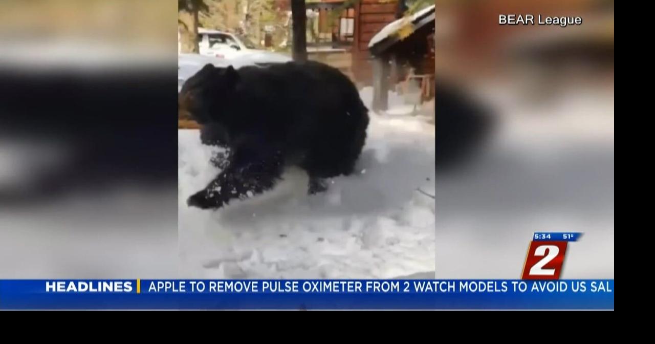 Bear Gets Stuck in Crawl Space in Incline Village | News | 2news.com