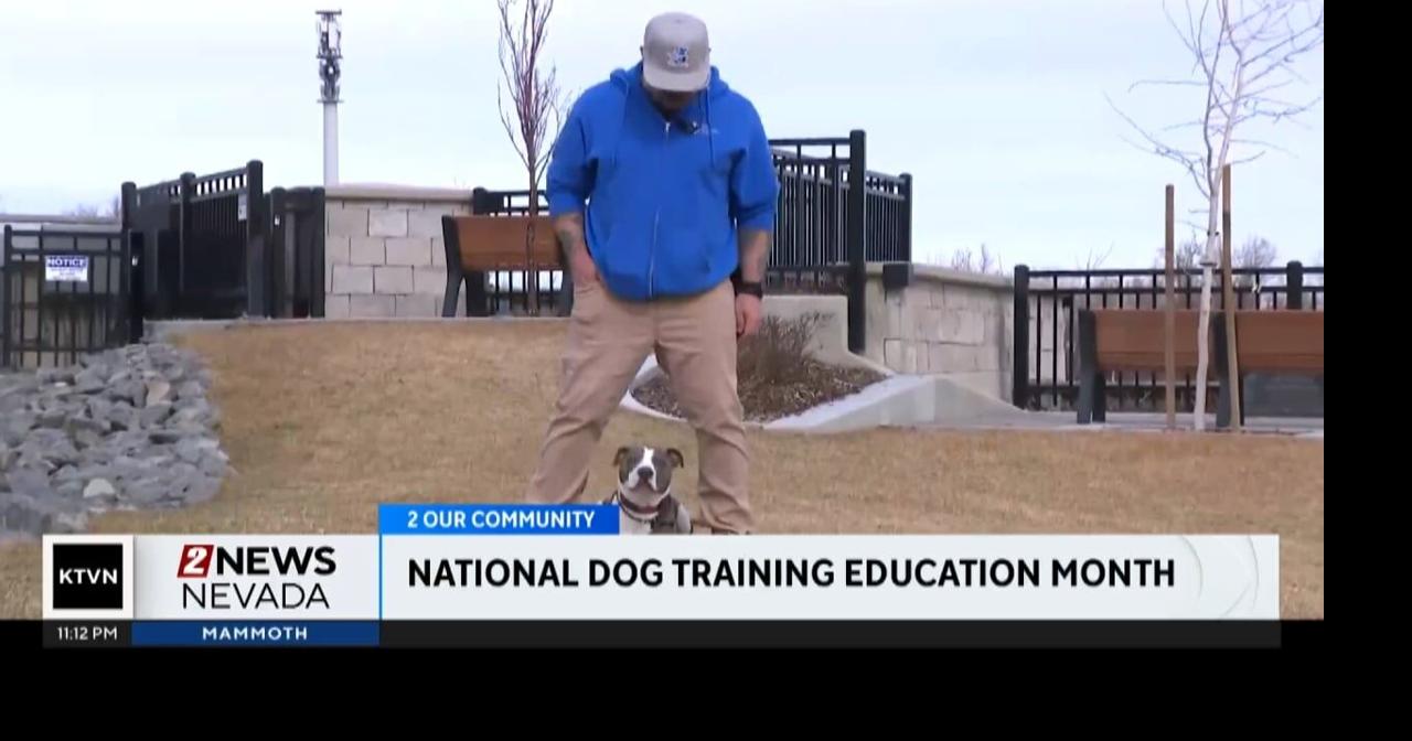 Dog training expert provides tips for National Dog Training Education ...