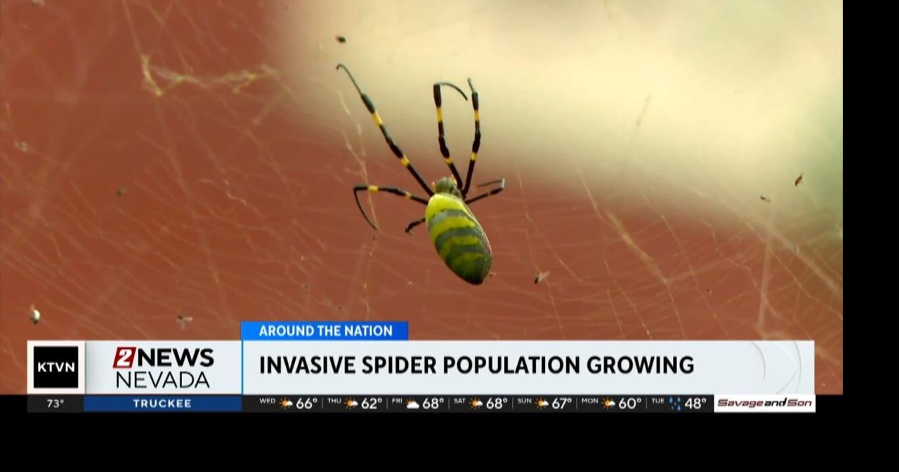 Invasive spider species in U.S. | National News | 2news.com