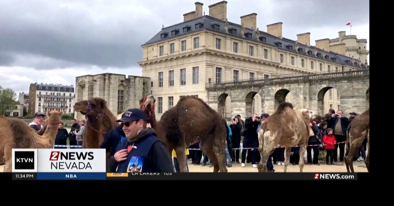 Camel, Alpaca and Llama Parade in France | Videos | 2news.com