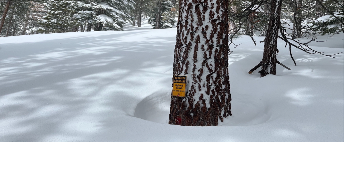 U.S. Forest Service Shares Tree Well Safety Information | News | 2news.com