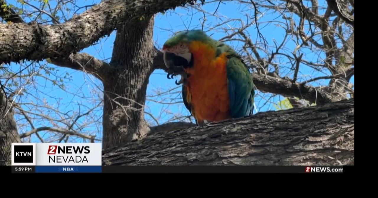 Doritos Help Rescue Parrot Stuck in a Tree | Videos | 2news.com