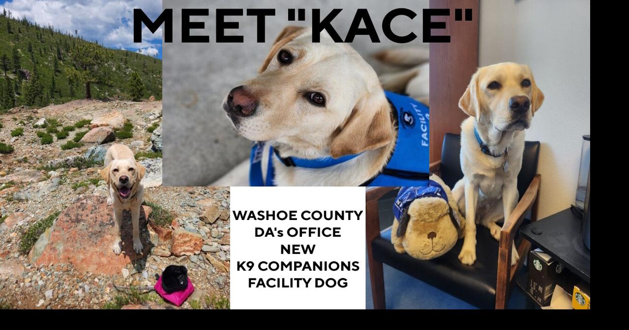 Washoe County DA’s office introduces facility dog "KACE" to support victims | Local News | 2news.com