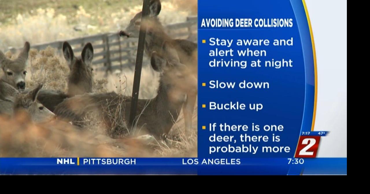 Avoiding Deer Collisions | News | 2news.com