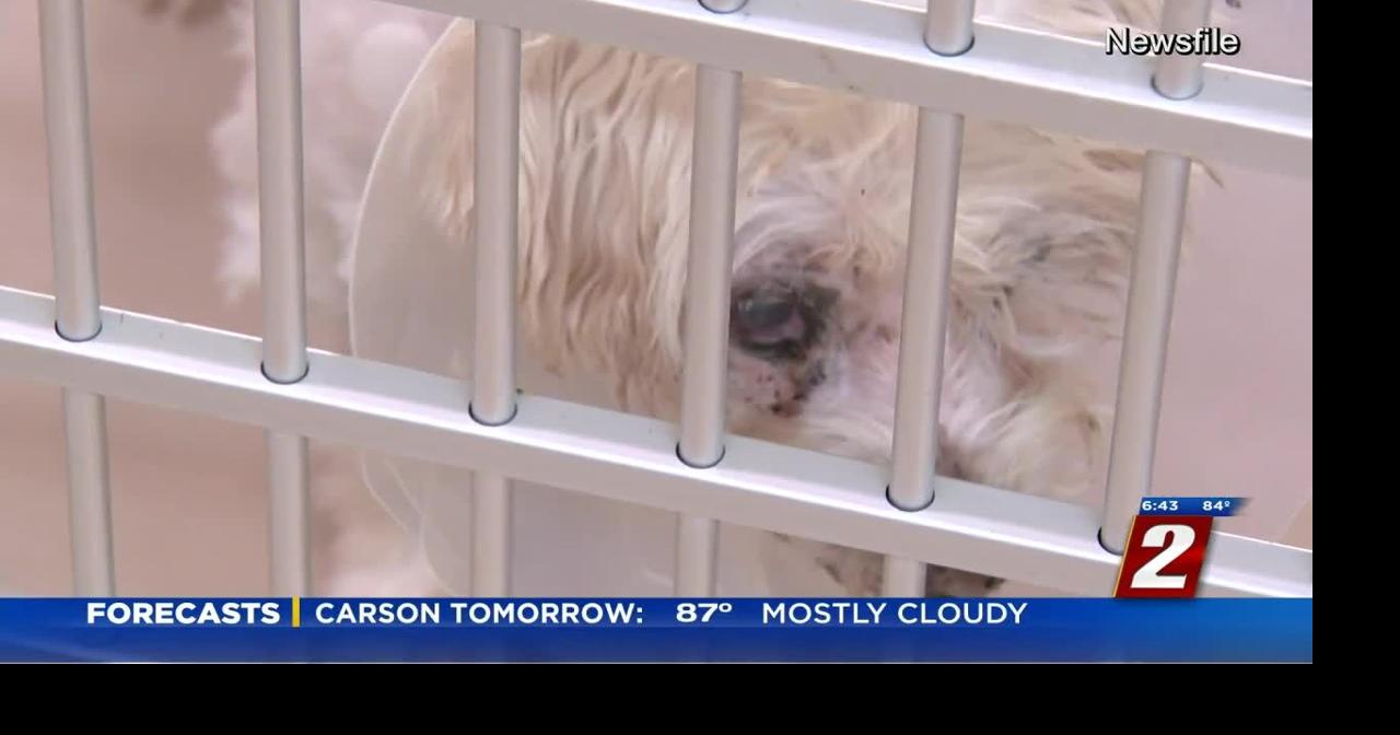 SPCA Dog Days of Summer This Weekend | News | 2news.com