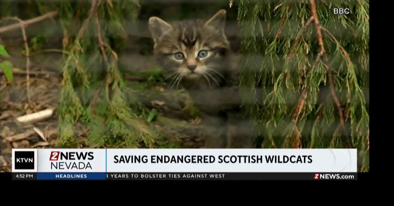 Scientists Working to Save Endangered Scottish Wildcats | Videos ...