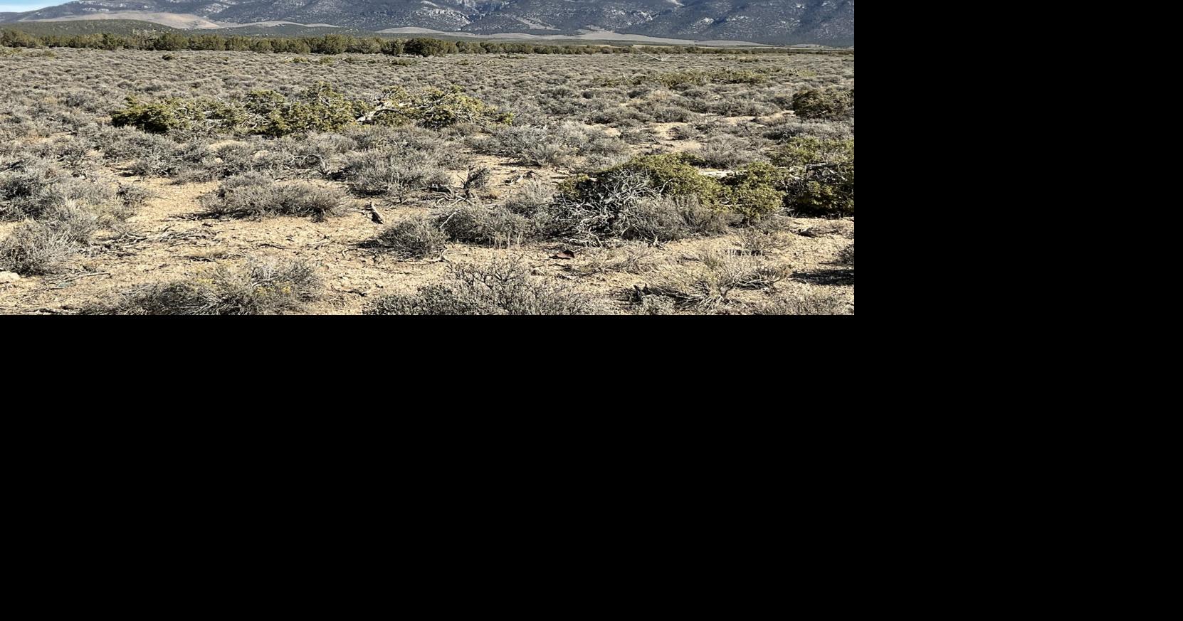 BLM to Conduct Tree-Thinning Treatments in Kern Mountains Area | Nevada ...