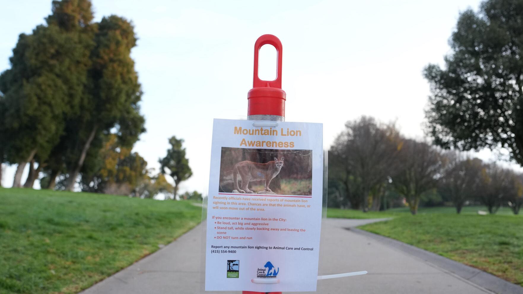 Mountain lion spotted in San Francisco, officials working to capture it ...