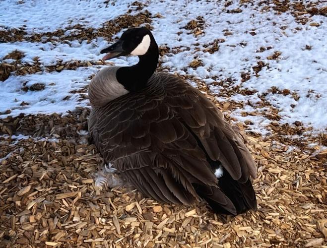 Goose Makes Nest at Fritsch Elementary School in Carson City | School ...