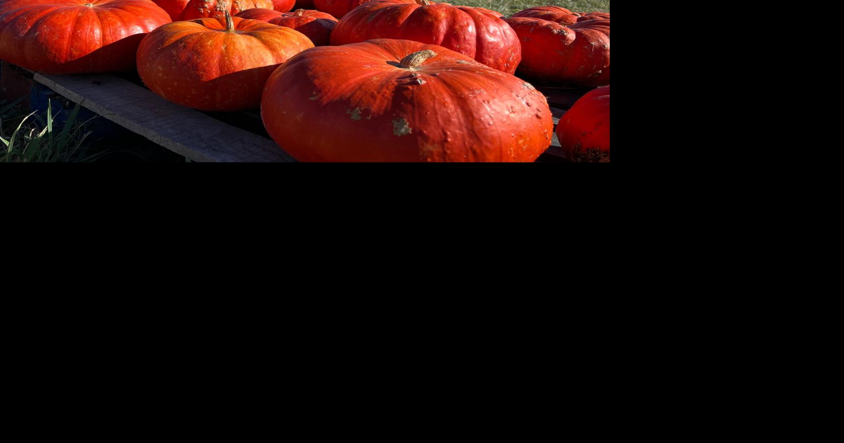 Fall Festival continues at Andelin Family Farm | Local News | 2news.com