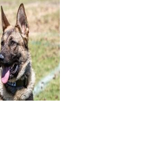 Annual WCSO Barks and Badges K9 Event to be held June 3rd | News ...