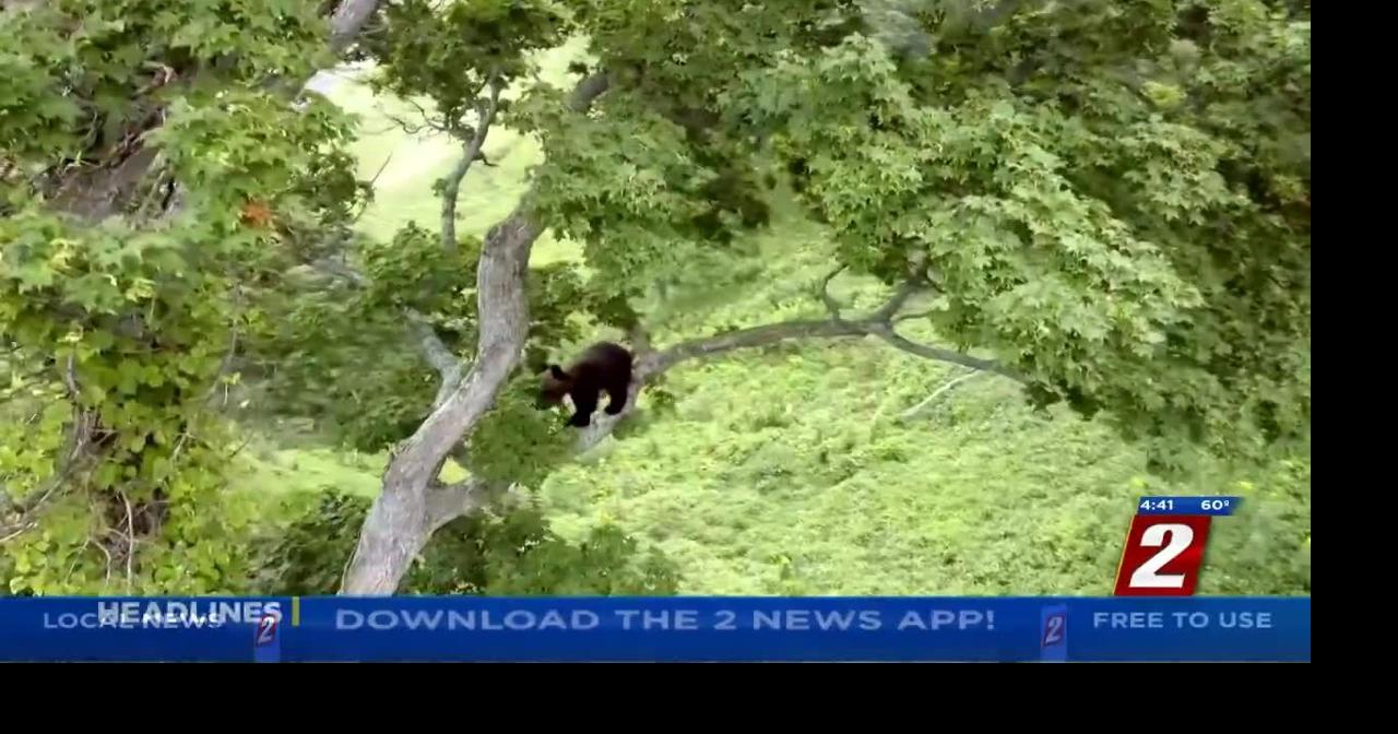 Bear Attacks in Japan | News | 2news.com